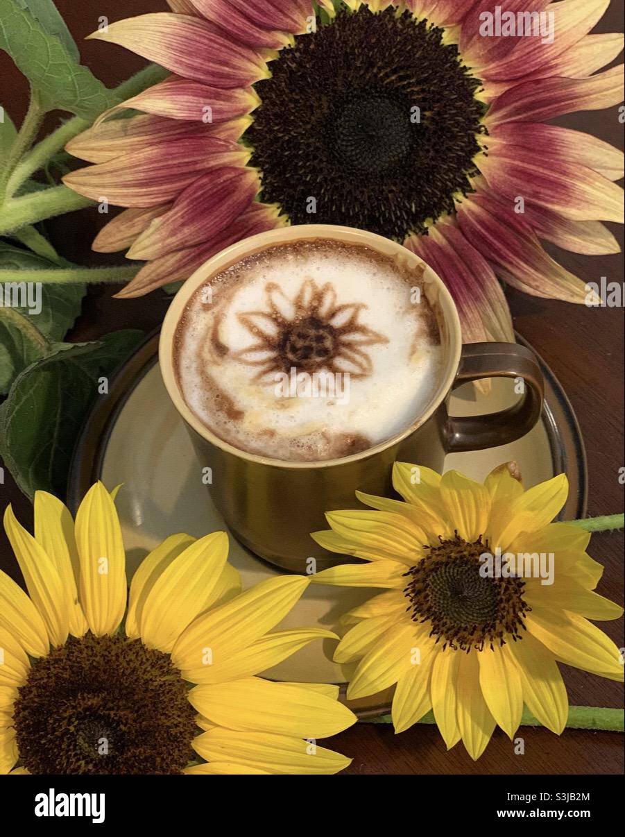 Sunflower latte coffee surrounded by fresh sunflowers Stock Photo - Alamy