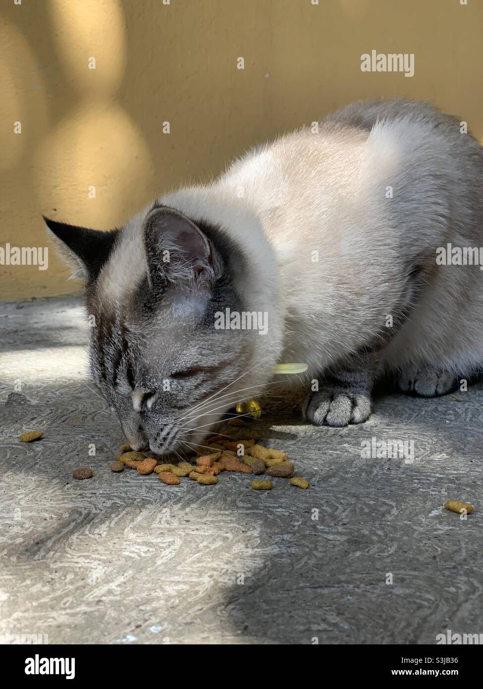 Cat meat hi-res stock photography and images - Alamy
