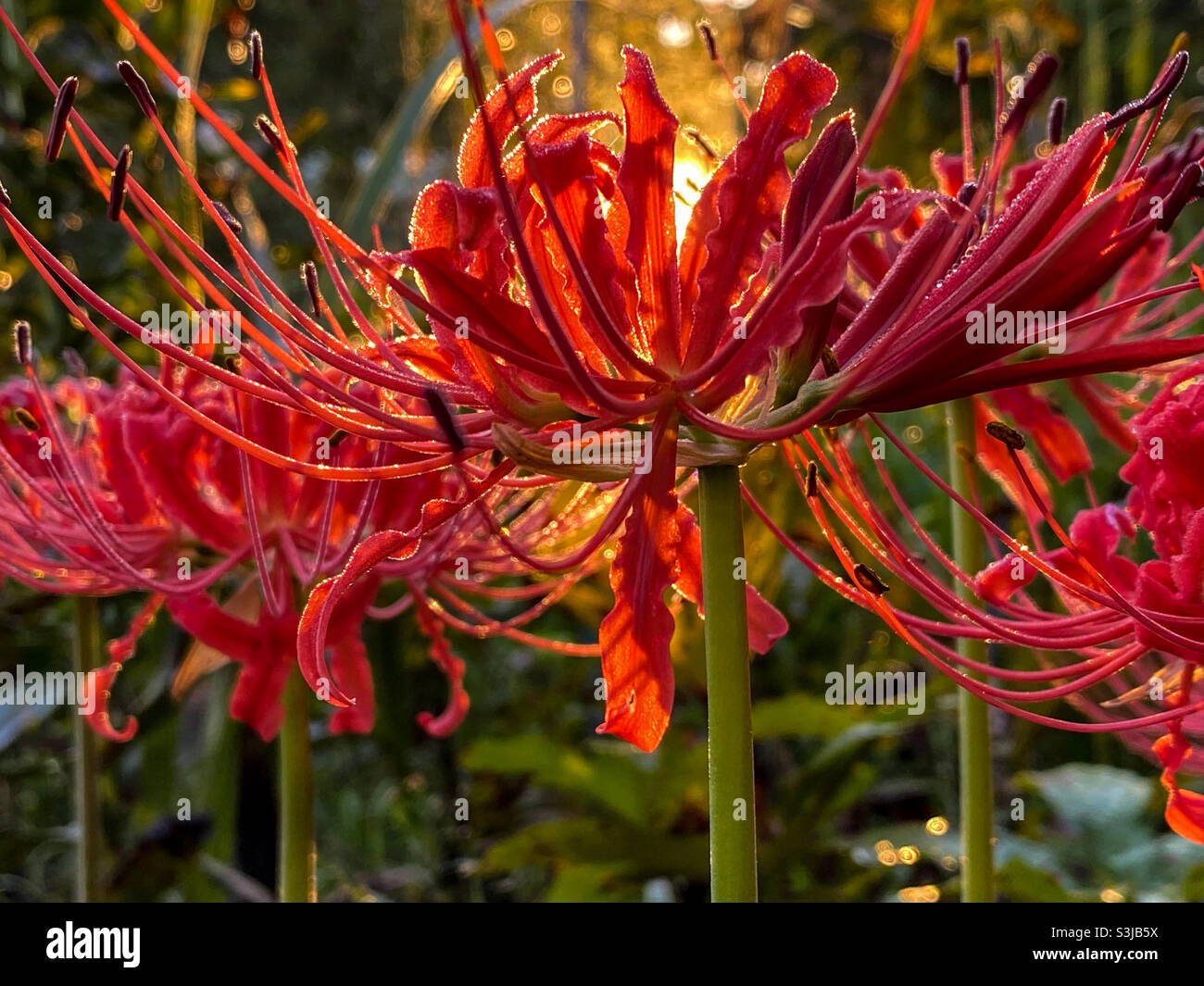 Hurricane lilies hi-res stock photography and images - Alamy