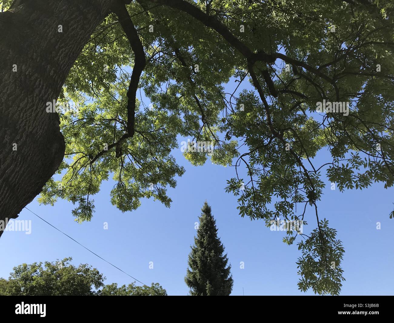 Top two branches hi-res stock photography and images - Alamy