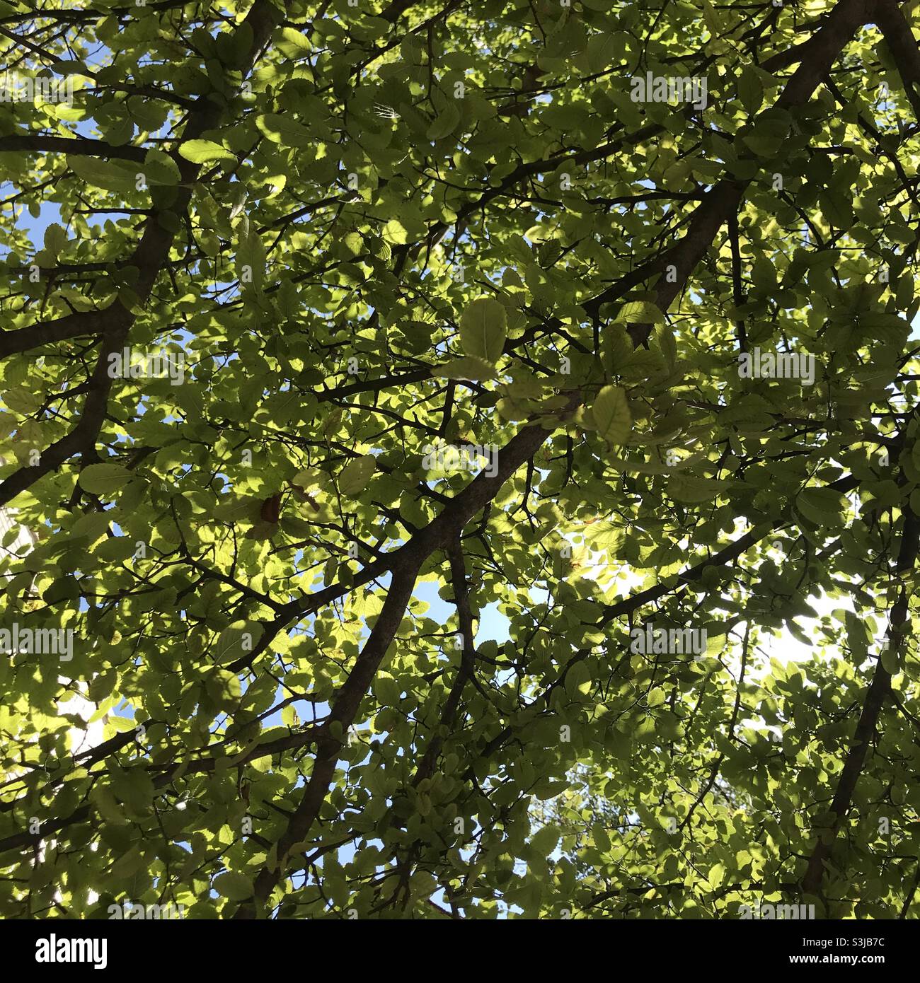 Sunlight hitting every green leaf Stock Photo - Alamy