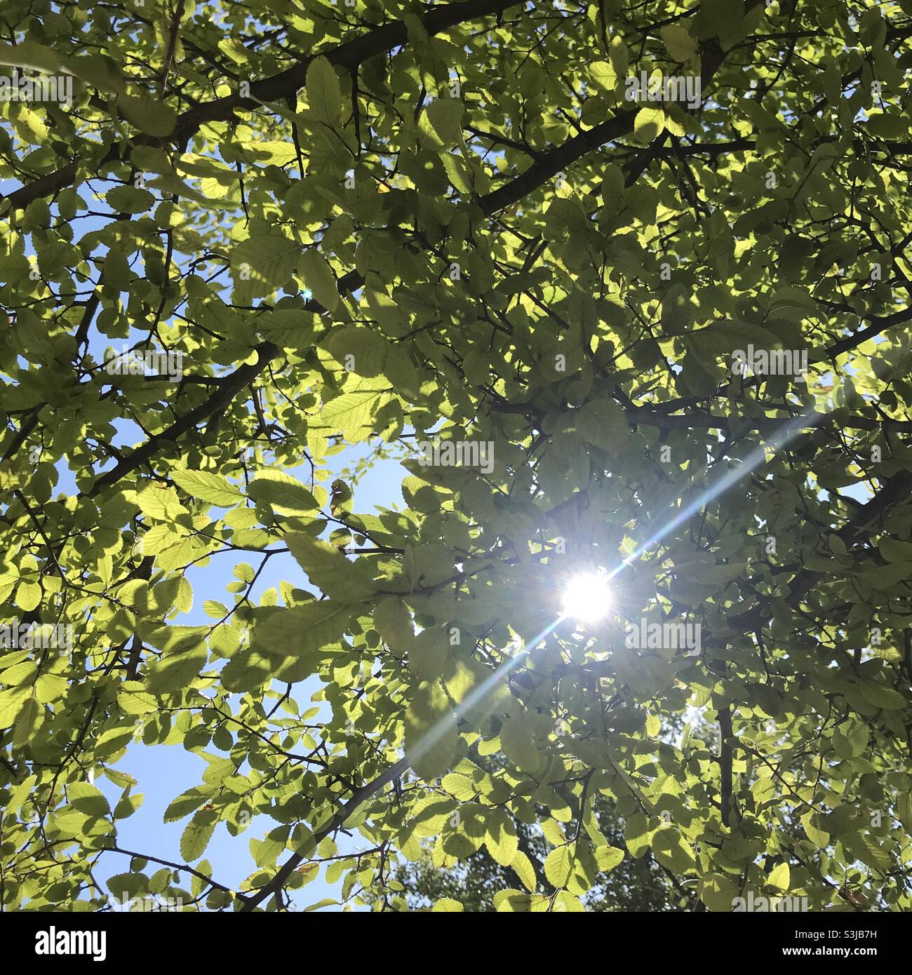 Every leaf hi-res stock photography and images - Alamy