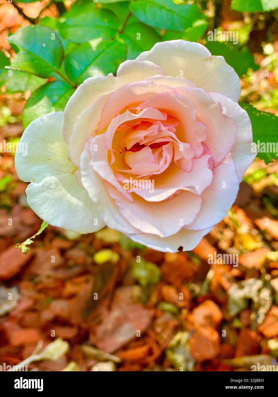 Rose with greenery hi-res stock photography and images - Alamy