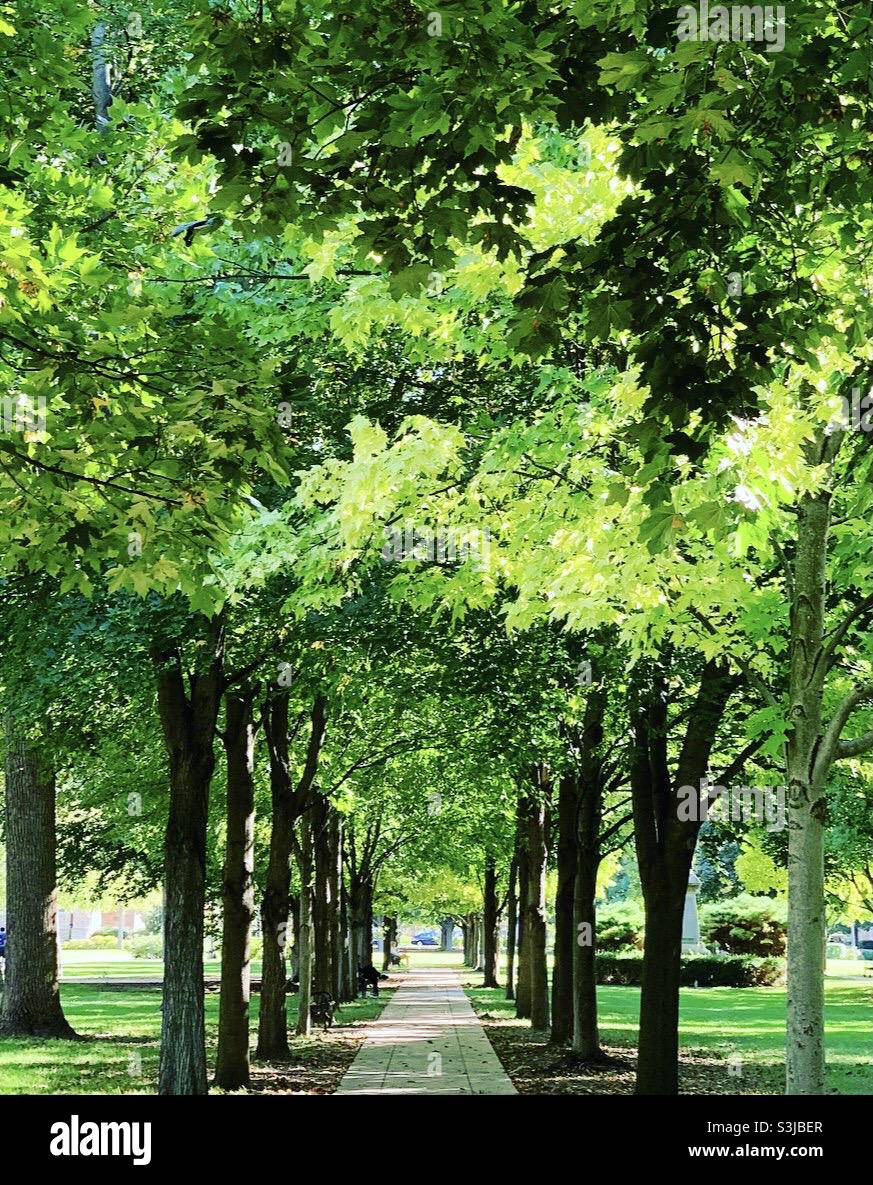 Tree line at notre dame campus in Indiana Stock Photo - Alamy