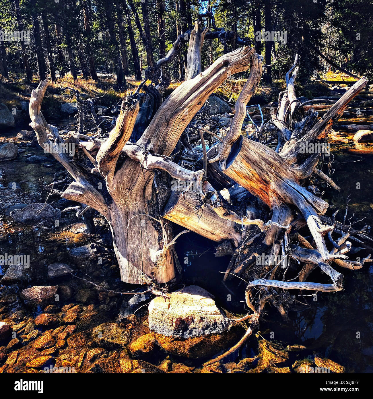 Twisted stump hi-res stock photography and images - Alamy