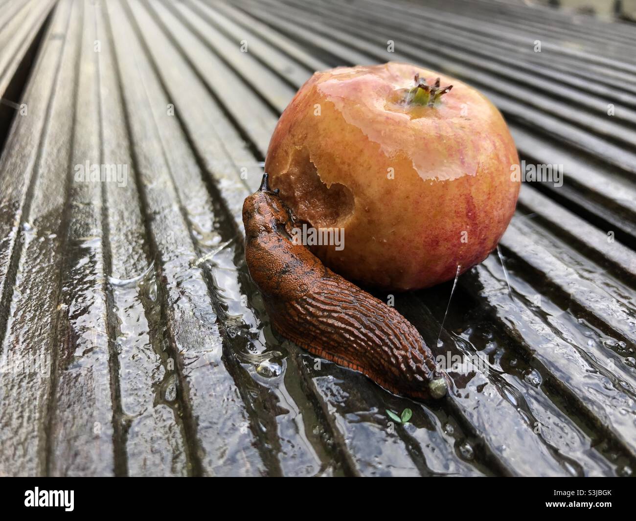 Slug eating an apple Stock Photo - Alamy