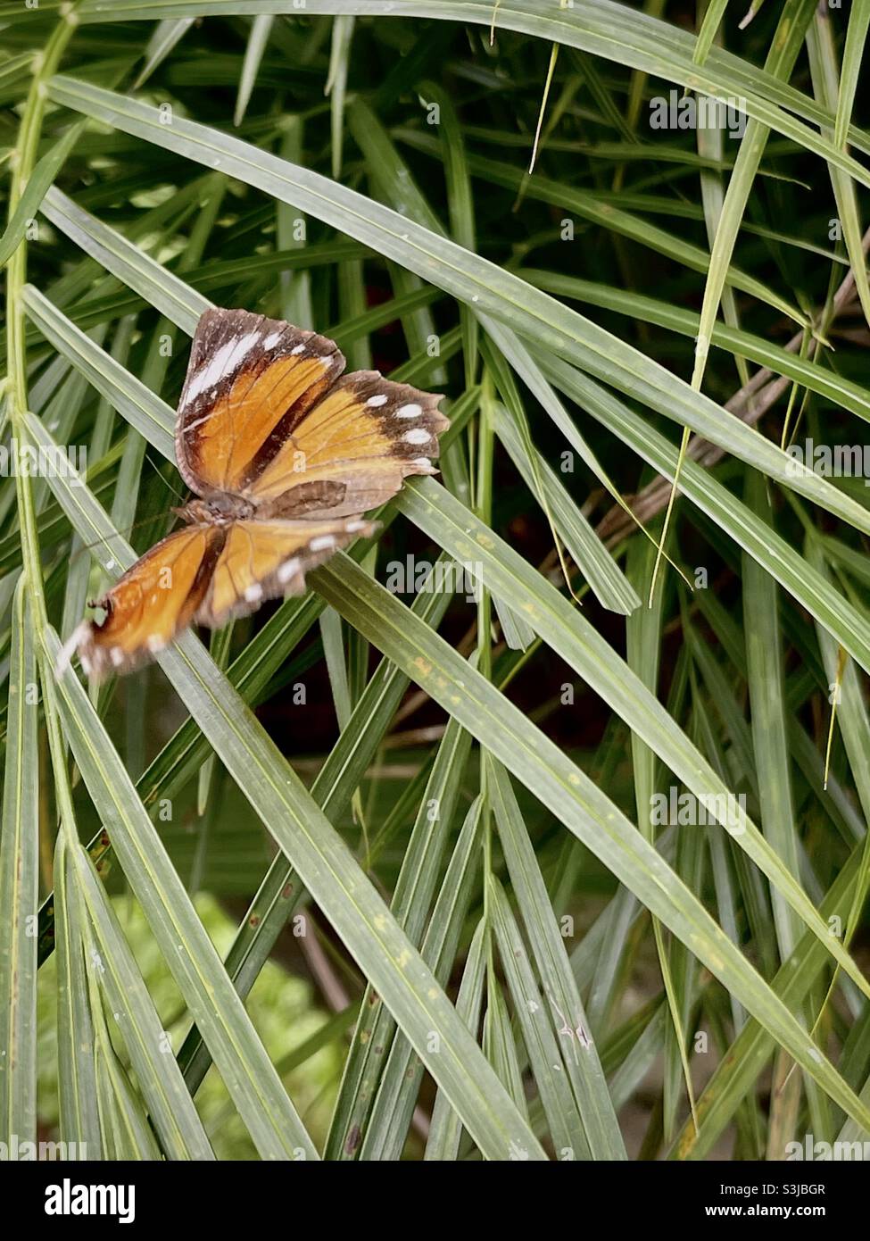 Common palmfly hi-res stock photography and images - Alamy