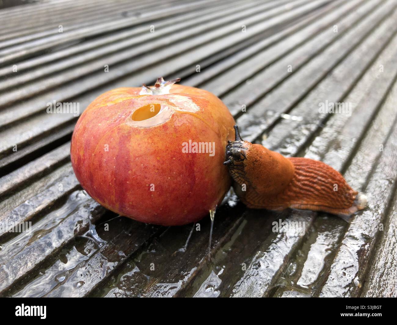 Slug eating an apple Stock Photo - Alamy