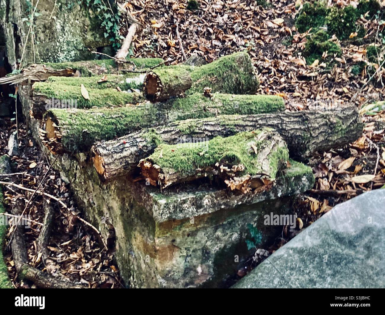Wood logs overgrown with moss Stock Photo - Alamy