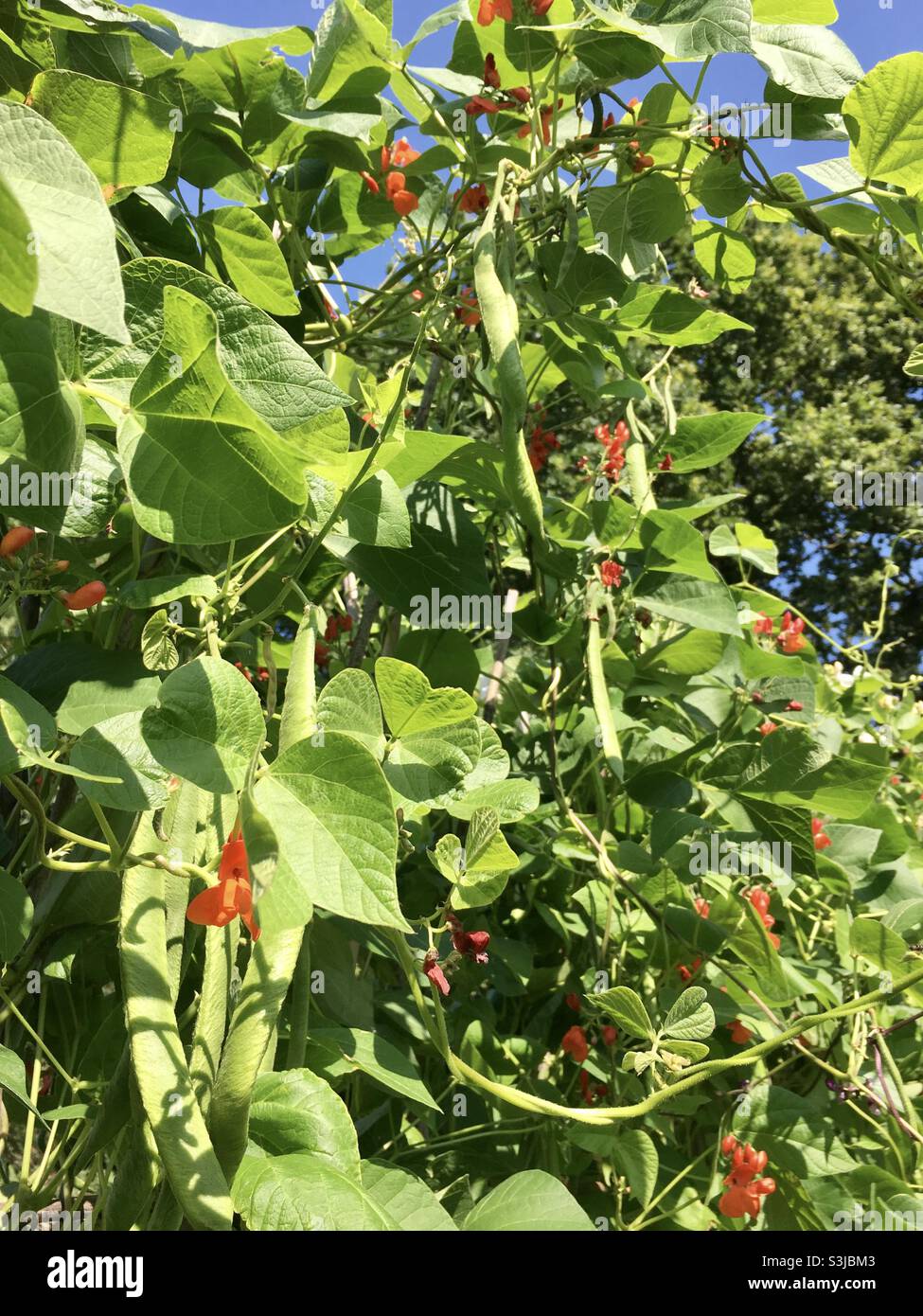 Runner beans poles hi-res stock photography and images - Alamy