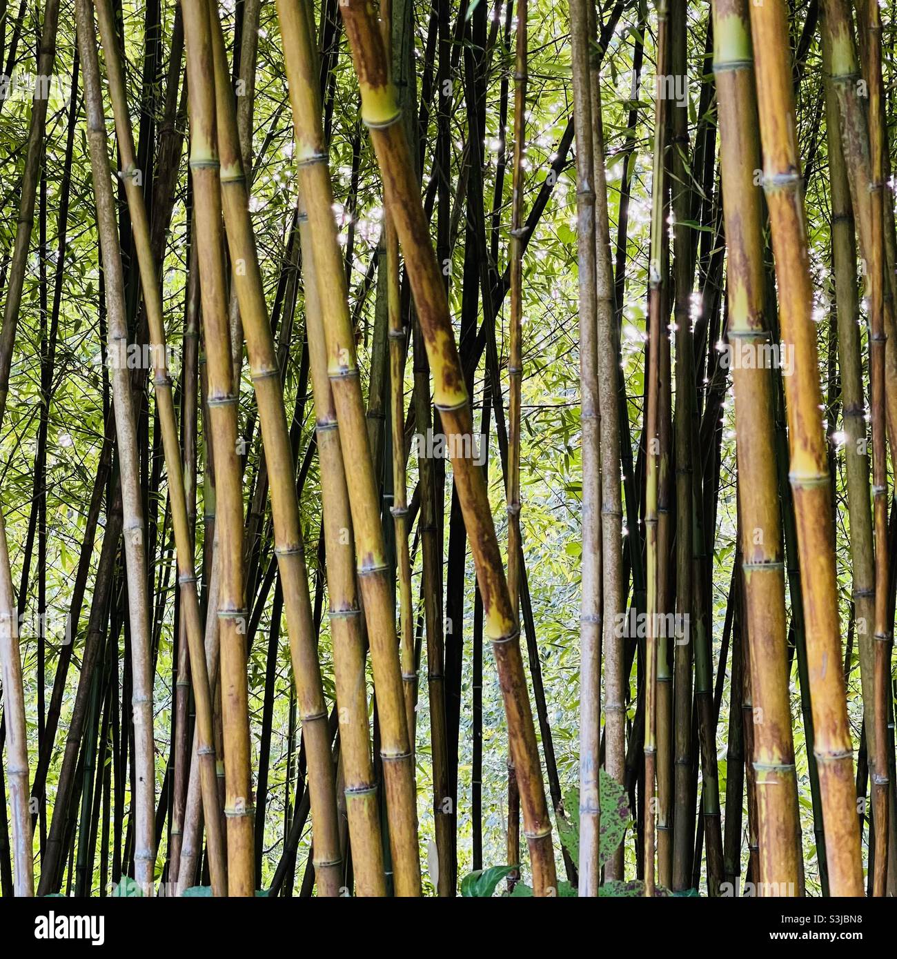 Yellow bamboo hi-res stock photography and images - Alamy