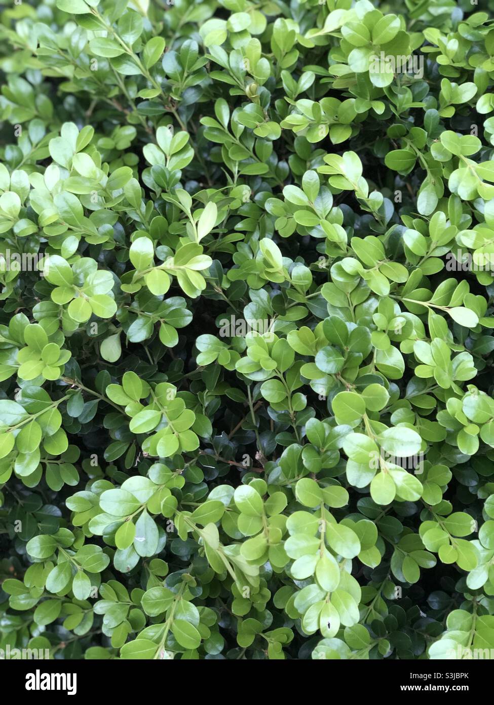 Green shrubs hi-res stock photography and images - Alamy