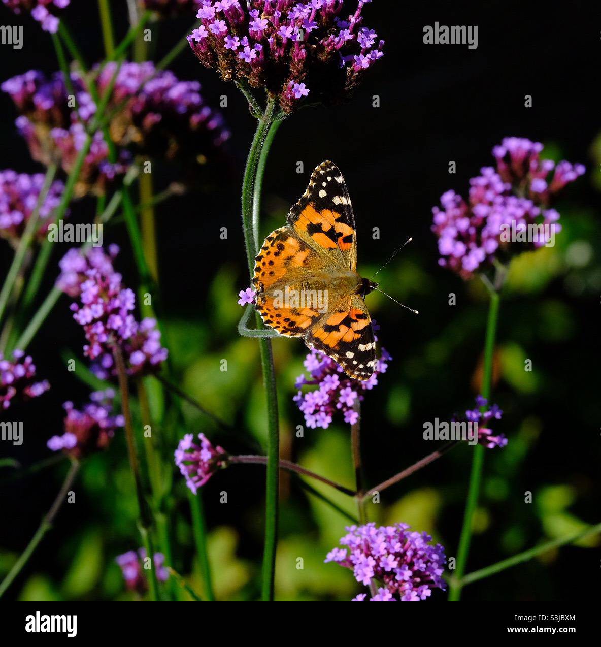 Butterfly in Purple Stock Photo - Alamy