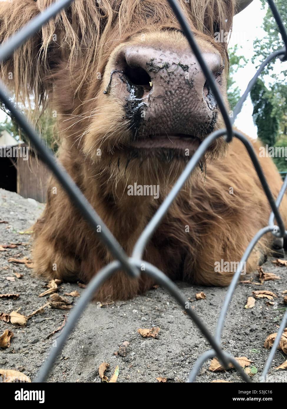 Cow behind fence hi-res stock photography and images - Alamy