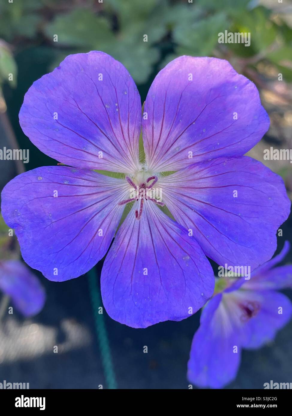 Geranium rozanne garden hi-res stock photography and images - Alamy