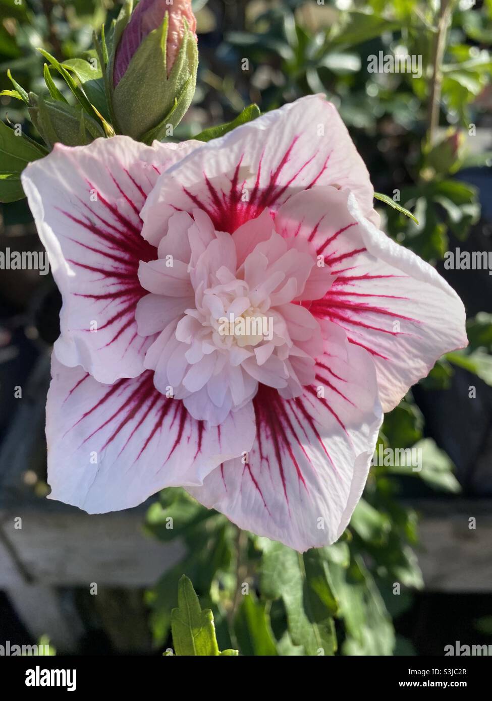 Hibiscus “Starburst Chiffon” Stock Photo - Alamy