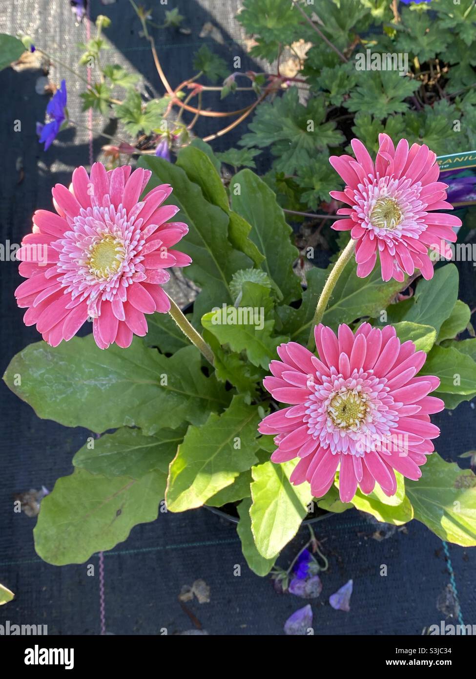 Gerbera garvinea “Sweet Memories” Stock Photo - Alamy