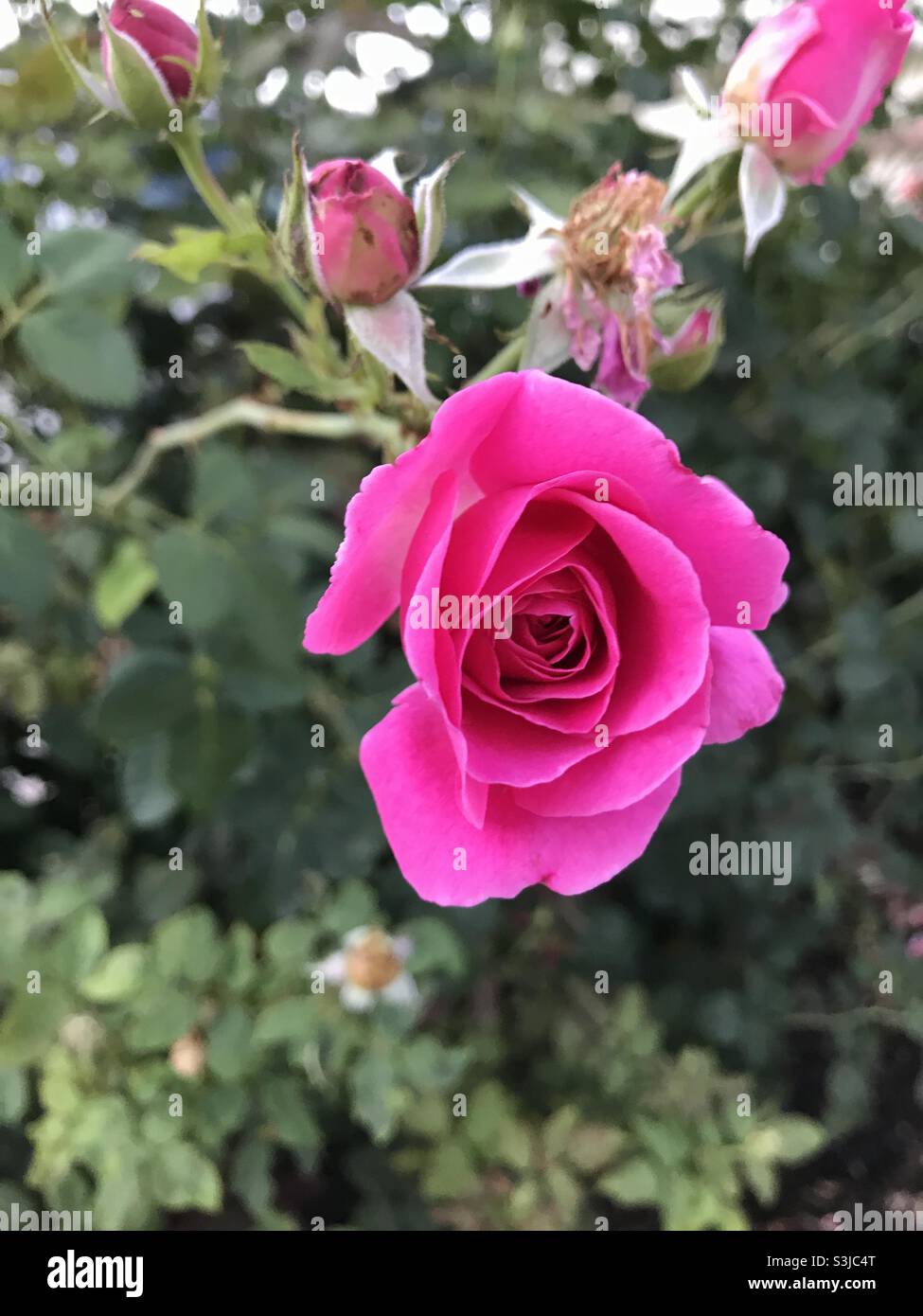 Rose layers hi-res stock photography and images - Alamy