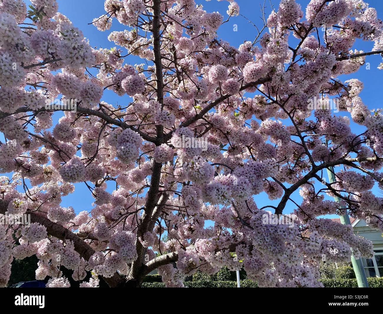 Christchurch new zealand blossom trees hi-res stock photography and ...