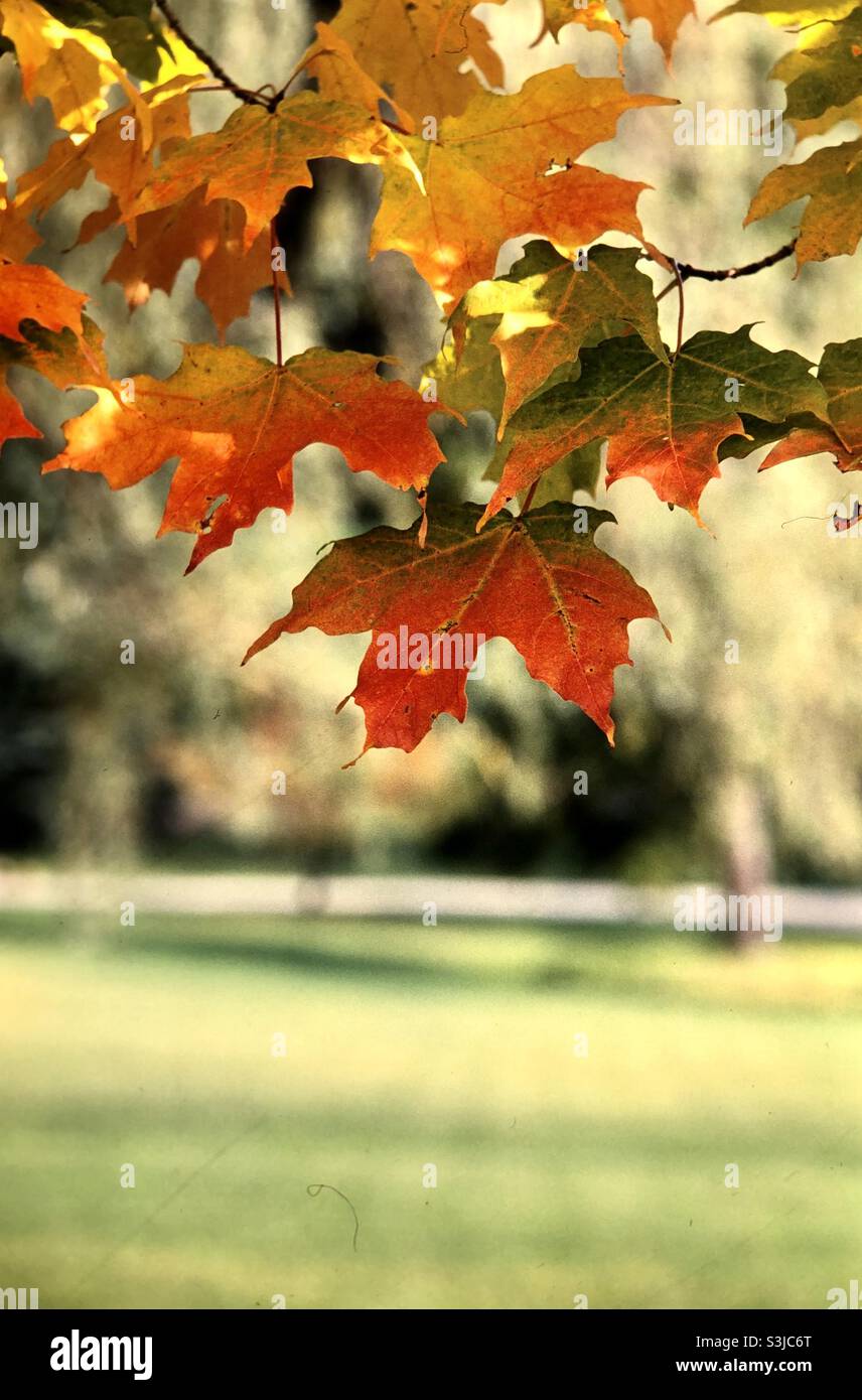 Autumn Foliage in the Berkshires region Massachusetts New England Stock ...