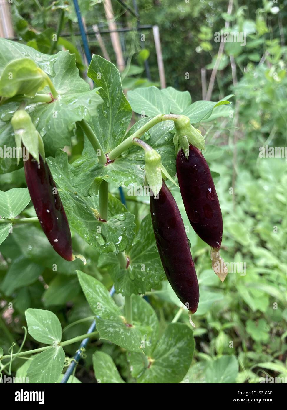 Pretty purple pods hi-res stock photography and images - Alamy