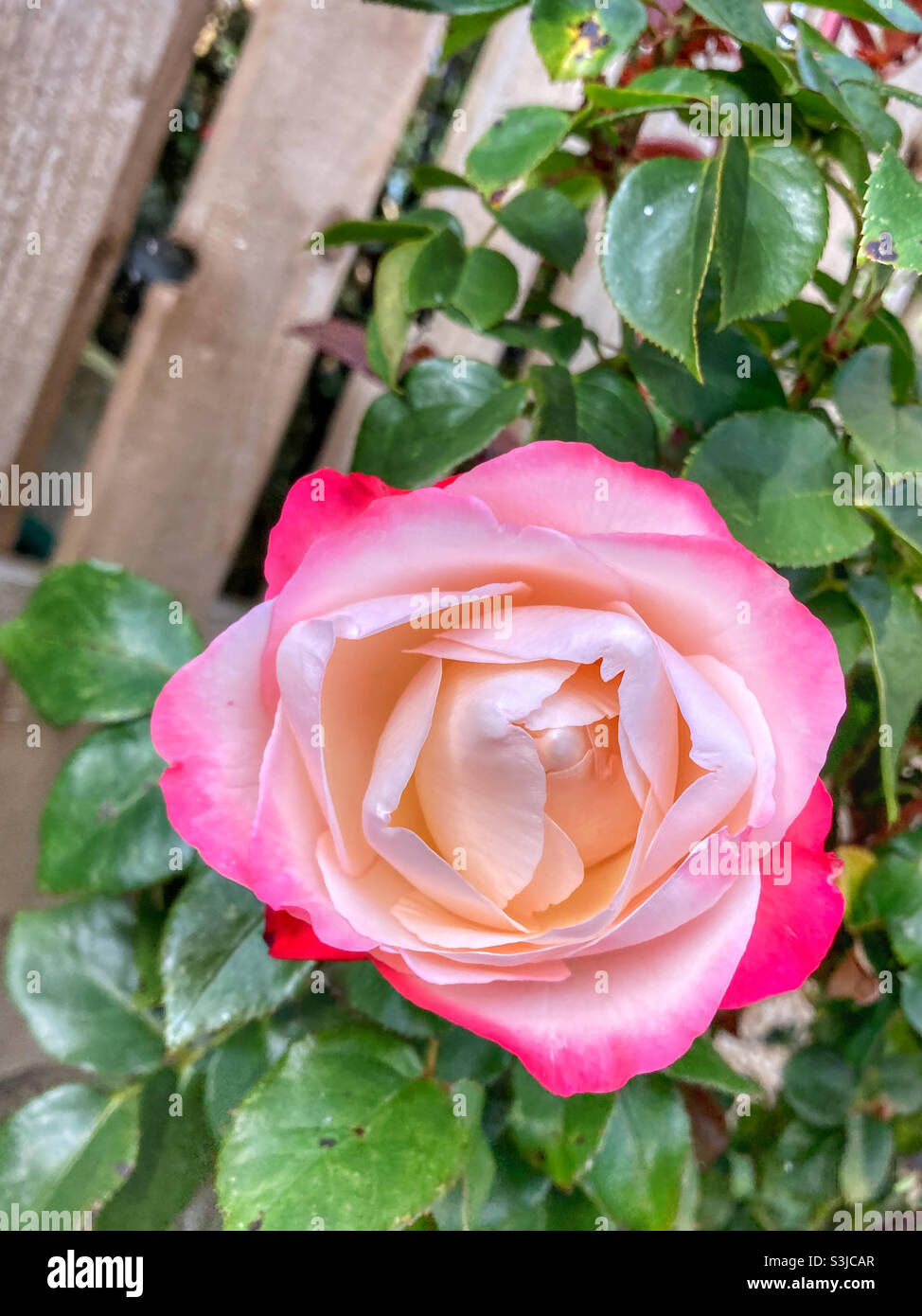 Pink rose gold hi-res stock photography and images - Alamy