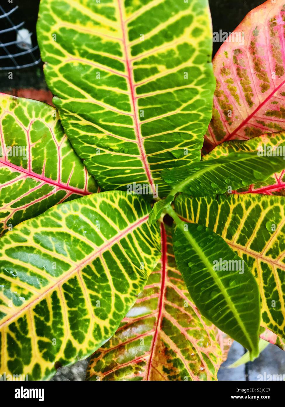 Blooming colors of life on a rainy day Stock Photo - Alamy