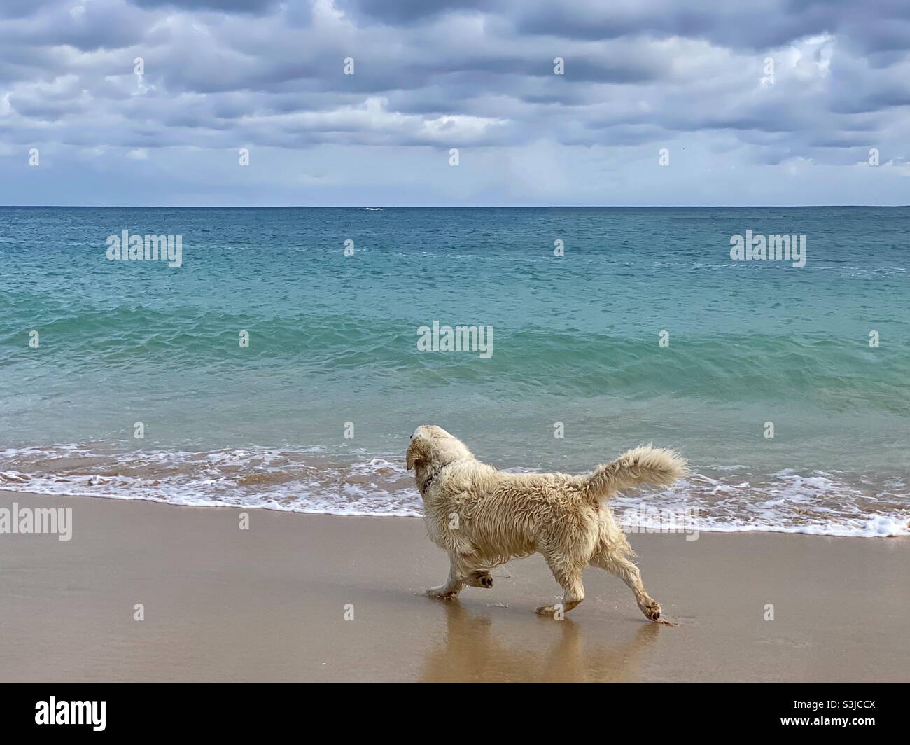 Happy dog playing on the beach Stock Photo - Alamy