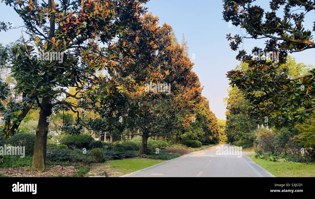 Trees in Shanghai botanical garden Stock Photo - Alamy