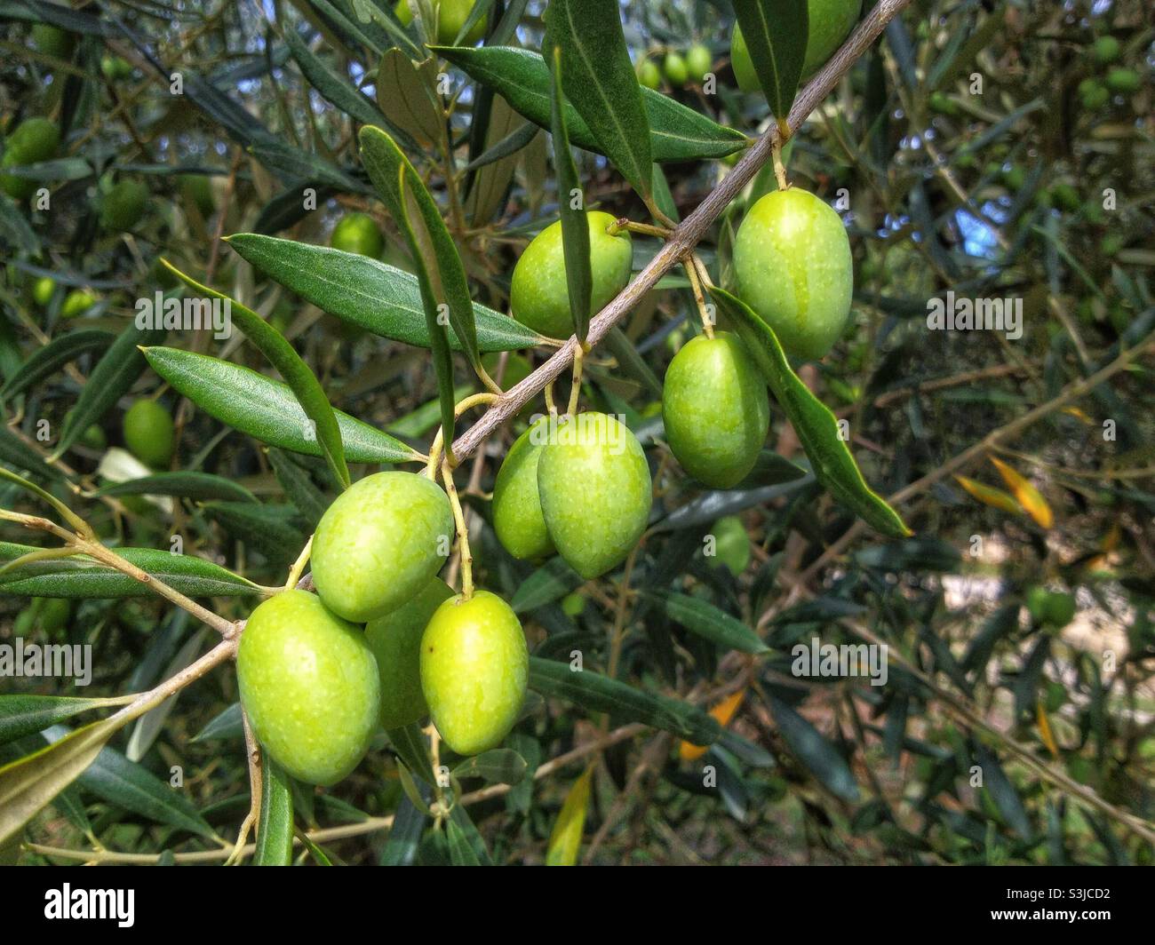 Olives Fruit Tree High Resolution Stock Photography and Images - Alamy
