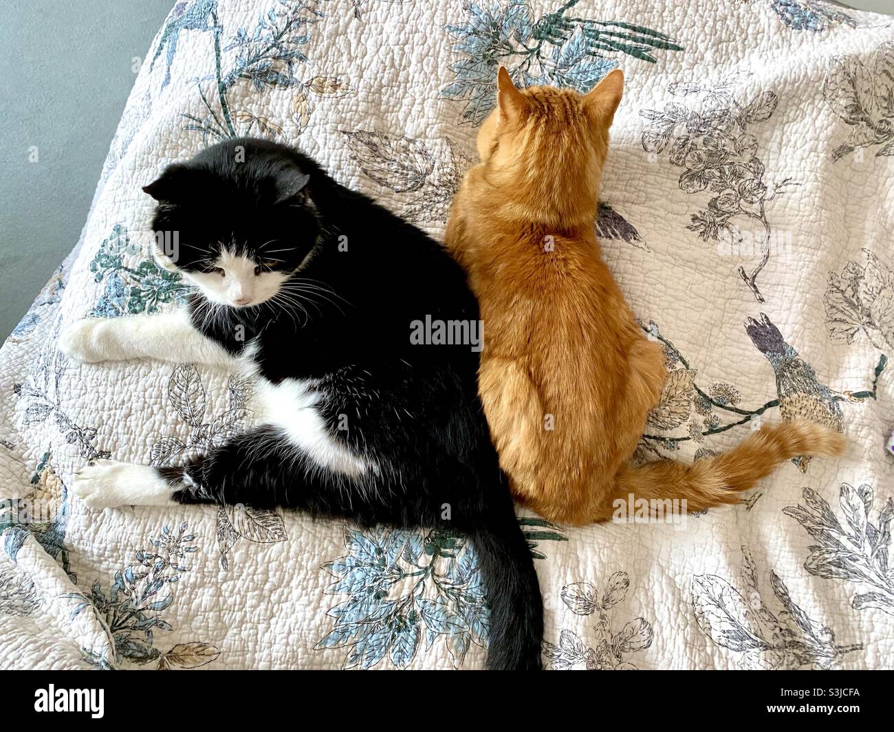 Two black cats stockimo hi-res stock photography and images - Alamy