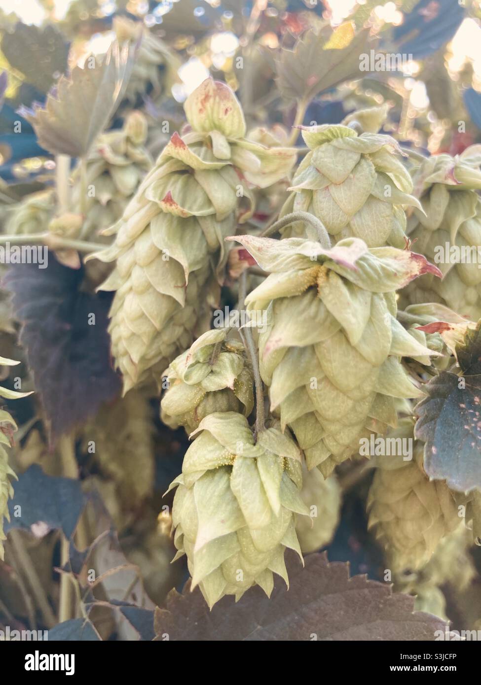 Willamette hops hi-res stock photography and images - Alamy