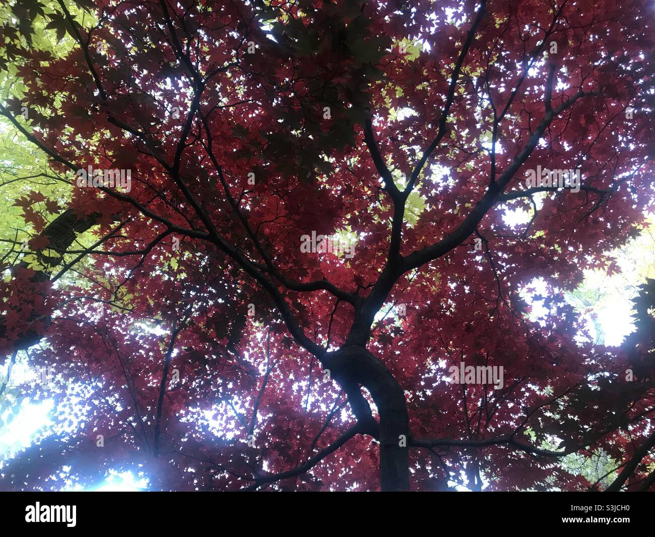 Tree for contrast hi-res stock photography and images - Alamy