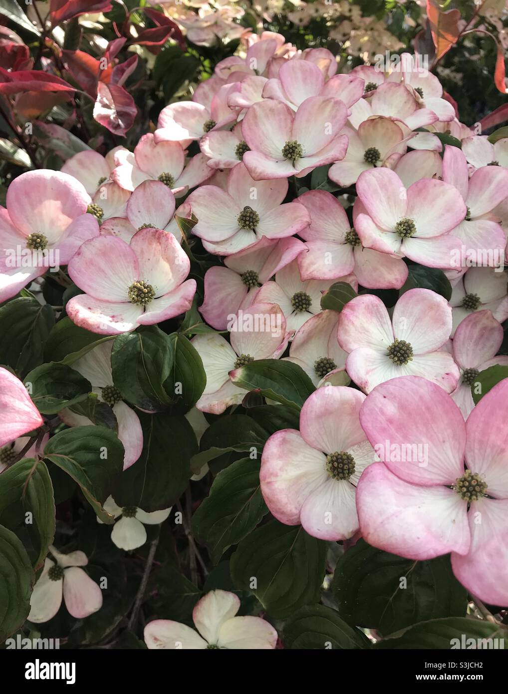 Japanese dogwood hi-res stock photography and images - Alamy