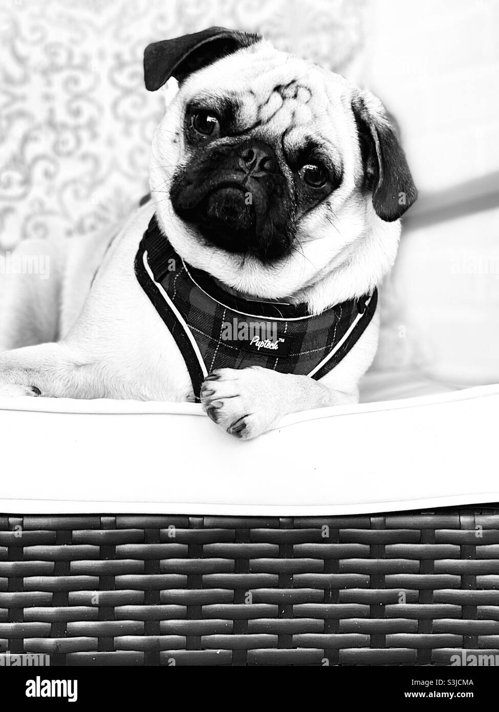 Sunday pug hi-res stock photography and images - Alamy