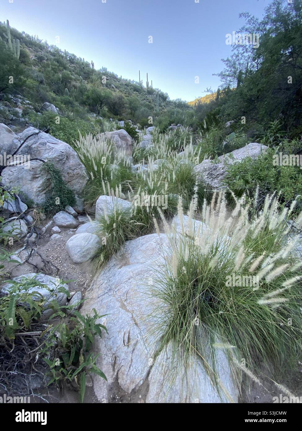 Desert grasses hi-res stock photography and images - Alamy