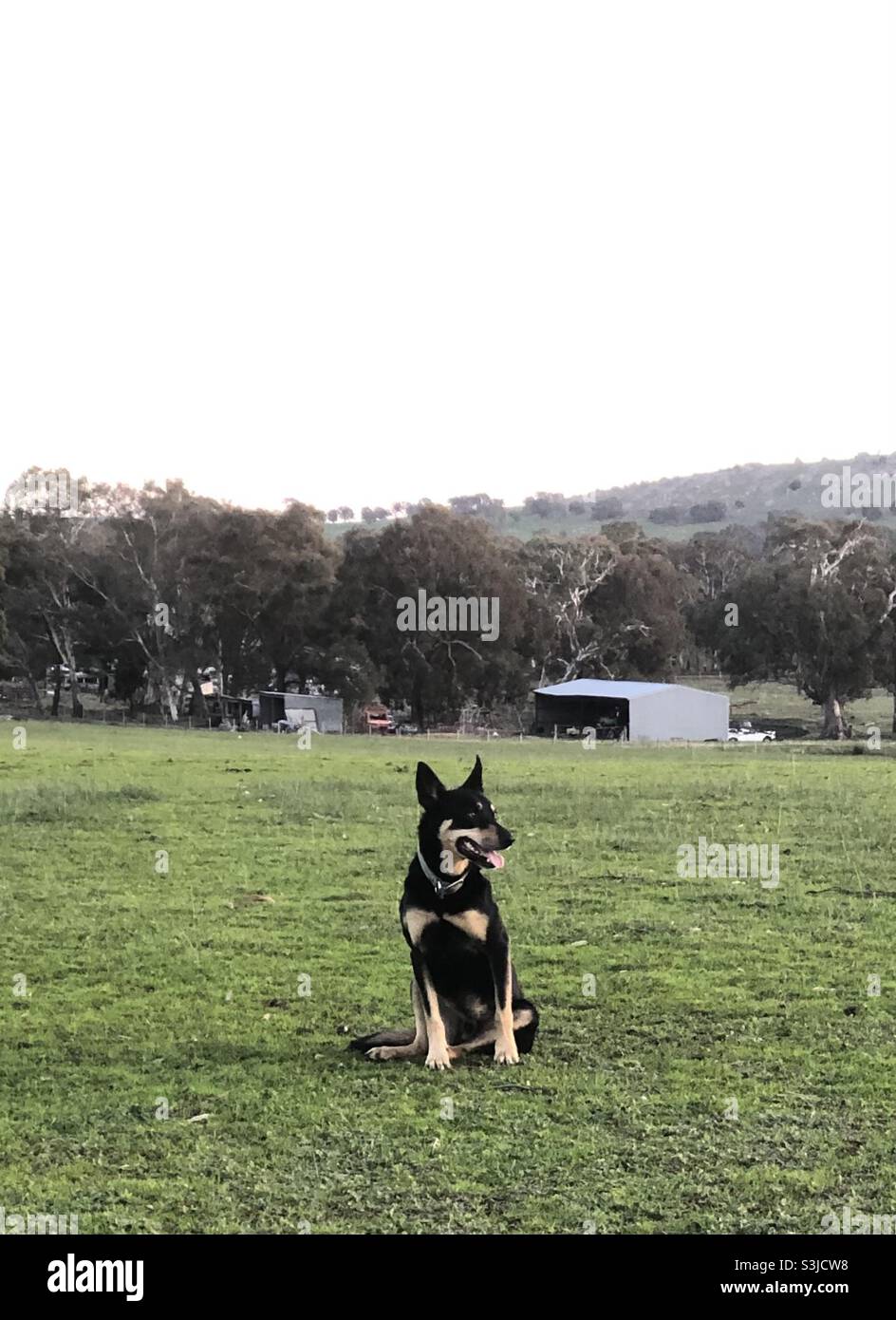 Rexy hi-res stock photography and images - Alamy