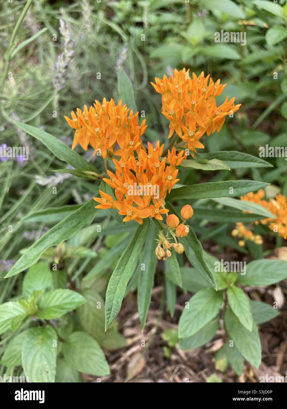 Classic perennial plant hi-res stock photography and images - Alamy