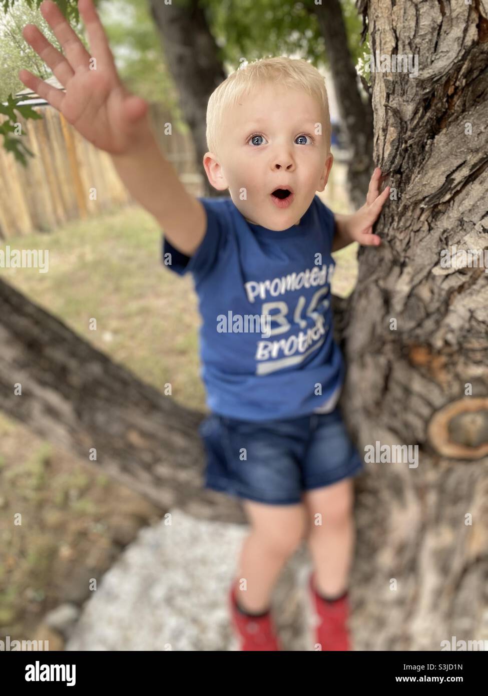 Tree reaching hi-res stock photography and images - Alamy