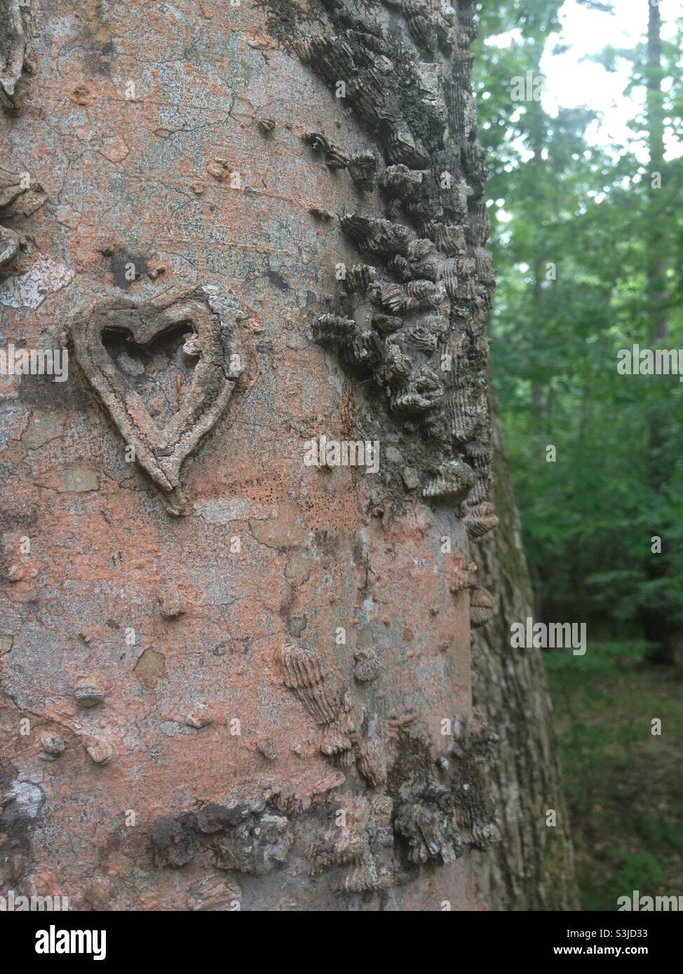 Heart carved into tree Stock Photo - Alamy
