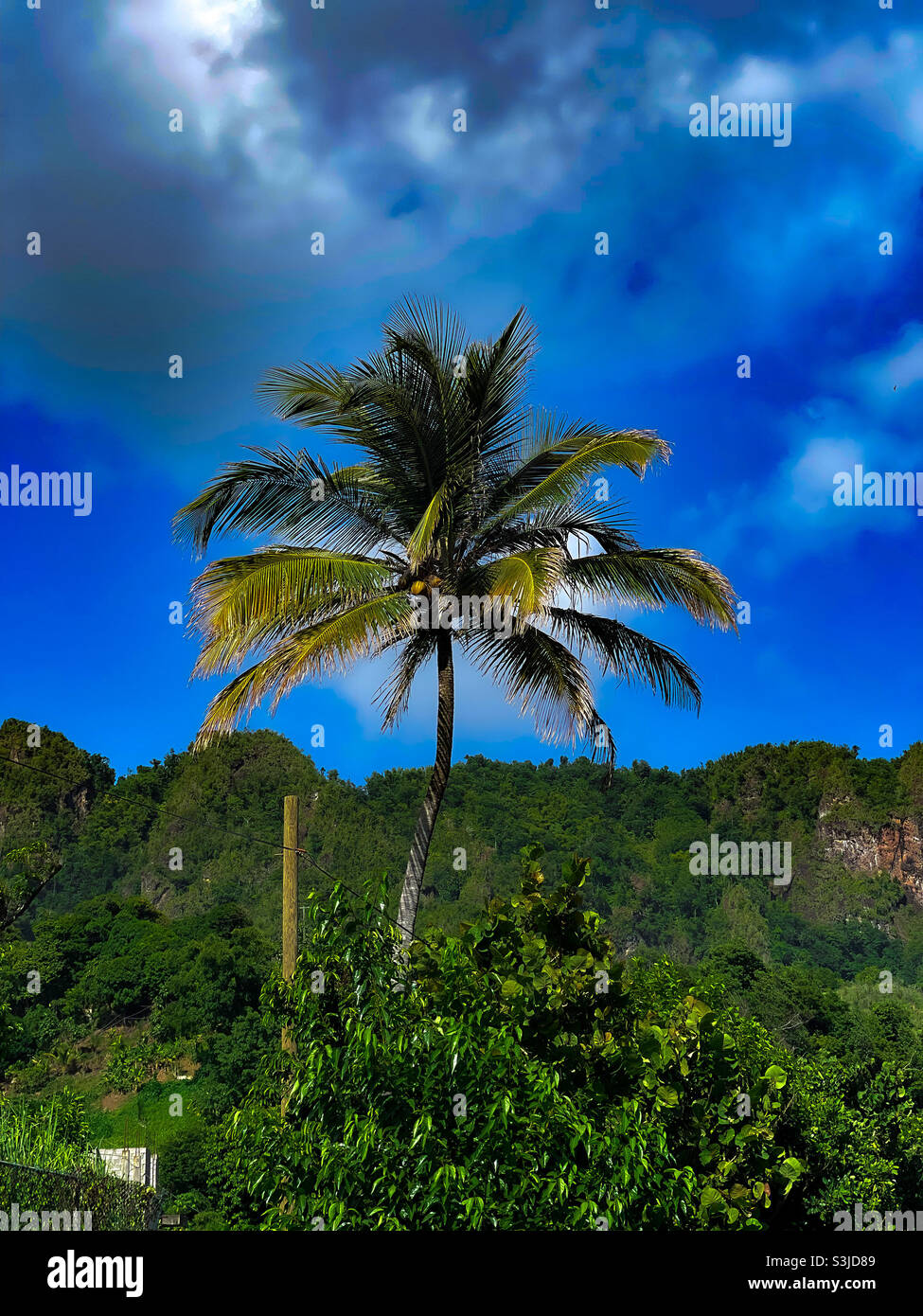 Beautiful coconut tree hi-res stock photography and images - Alamy