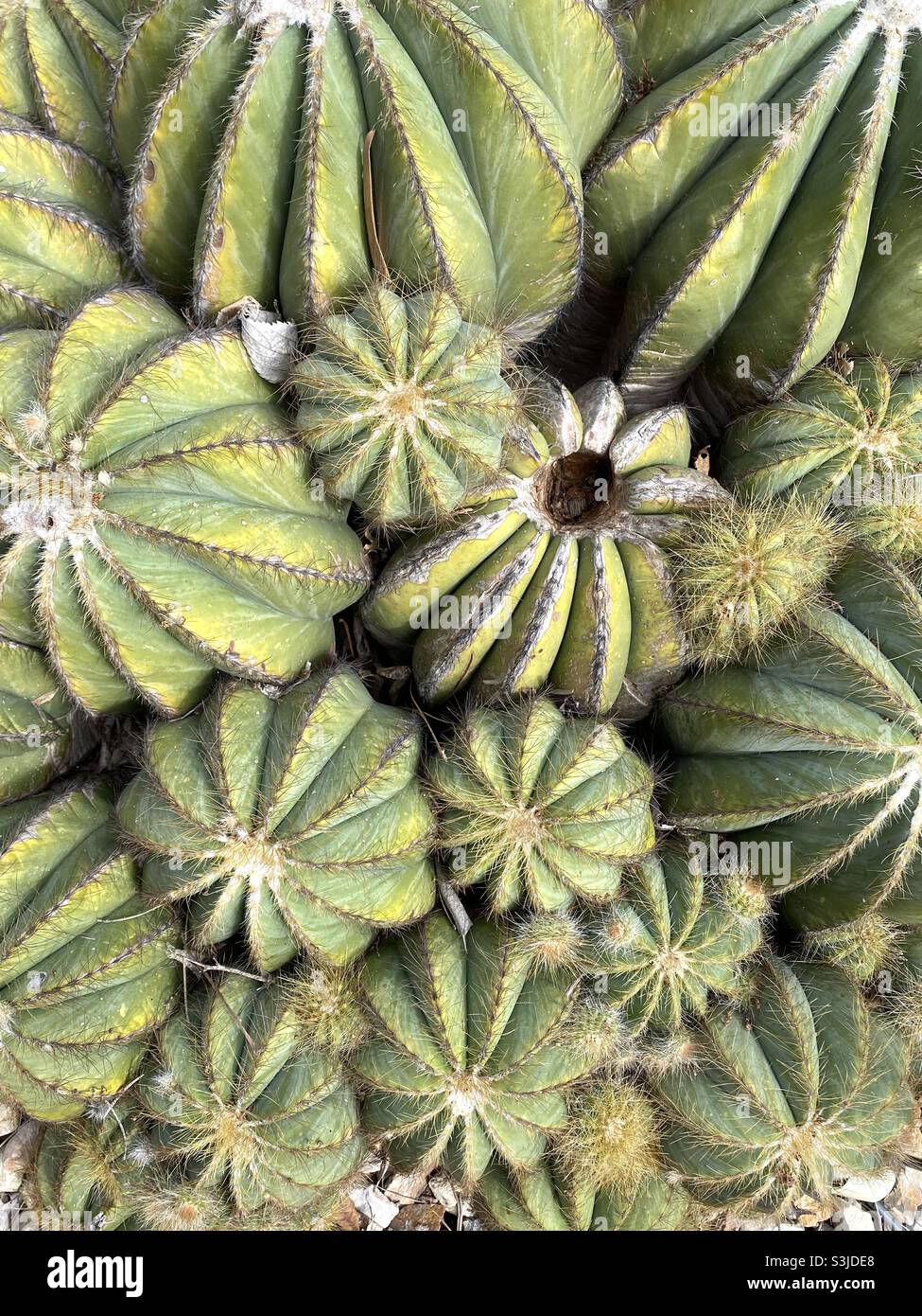 Globular cactus hi-res stock photography and images - Alamy