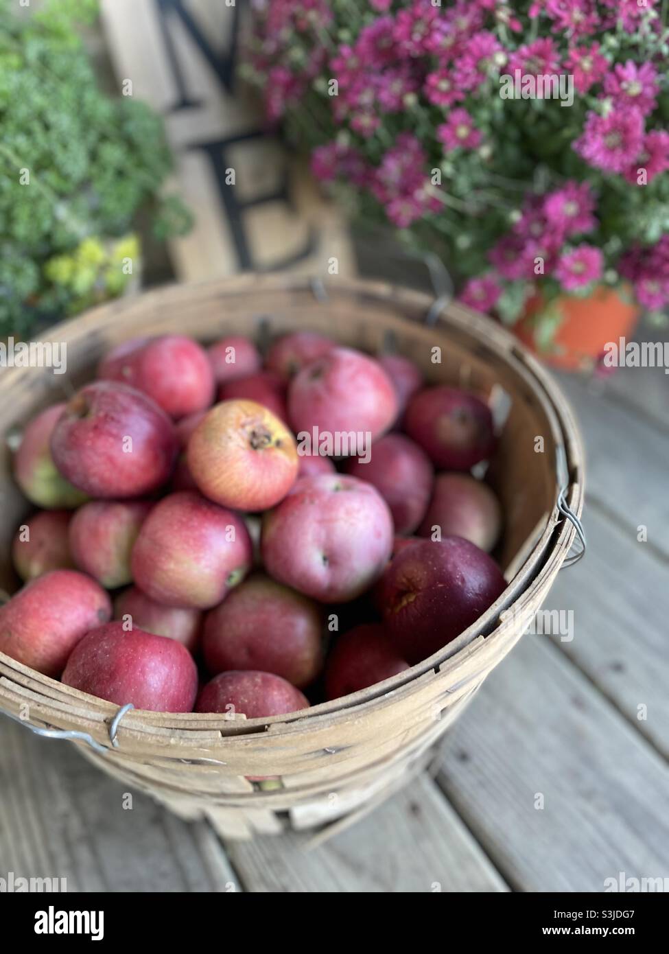 Bushel of apples Stock Photo - Alamy