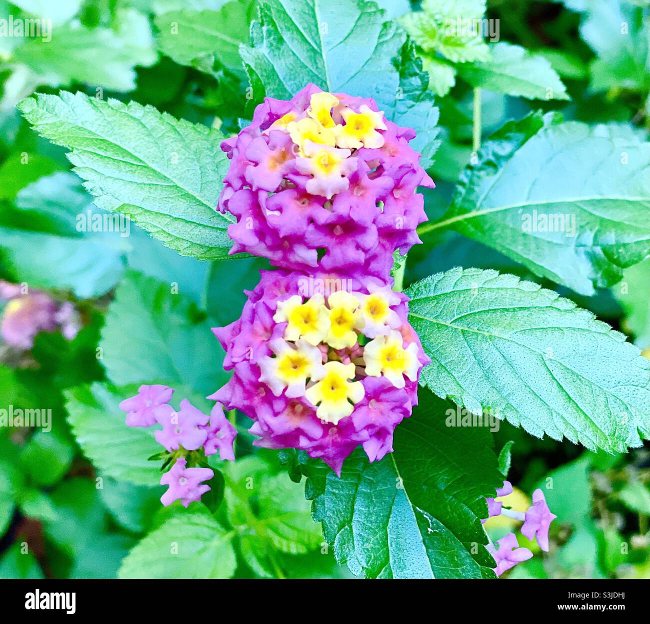 Purple lantana hi-res stock photography and images - Alamy