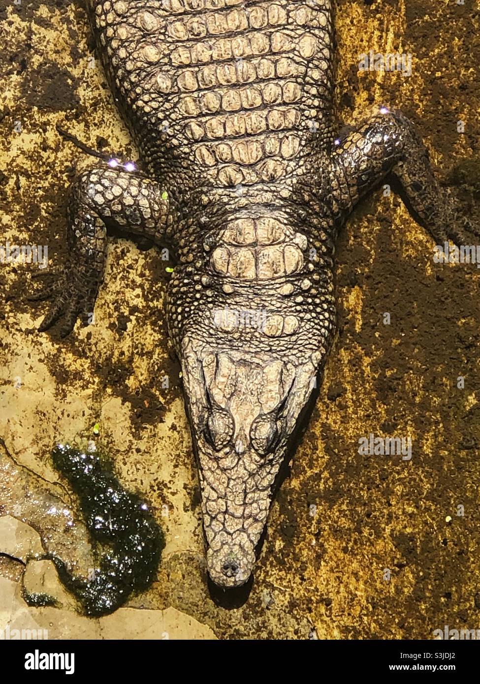 Baby nile crocodile hi-res stock photography and images - Alamy