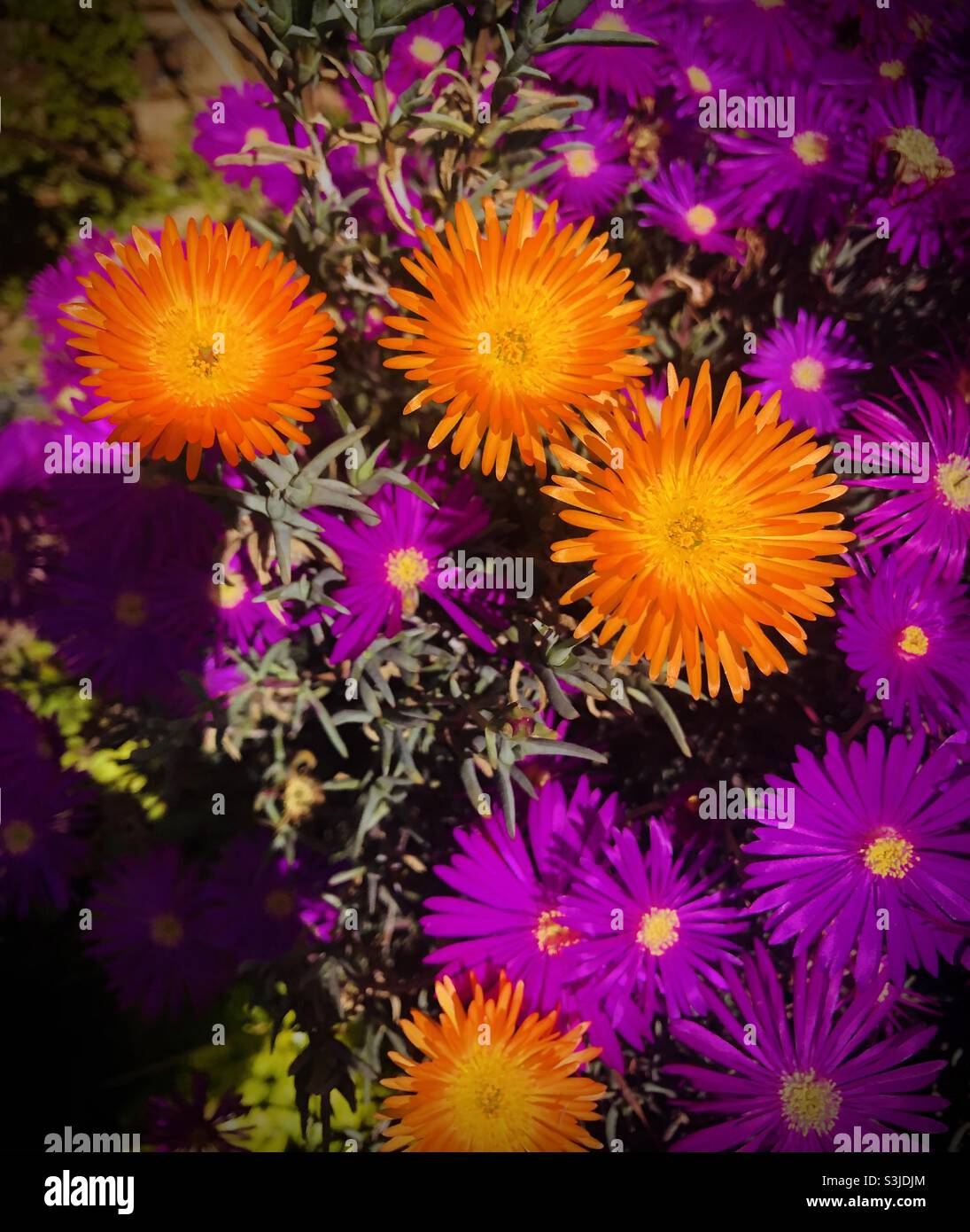 The vivid orange and pink colours of a South African vygie plant Stock ...