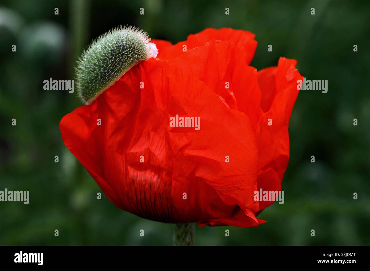 Beautiful shell flower hi-res stock photography and images - Alamy