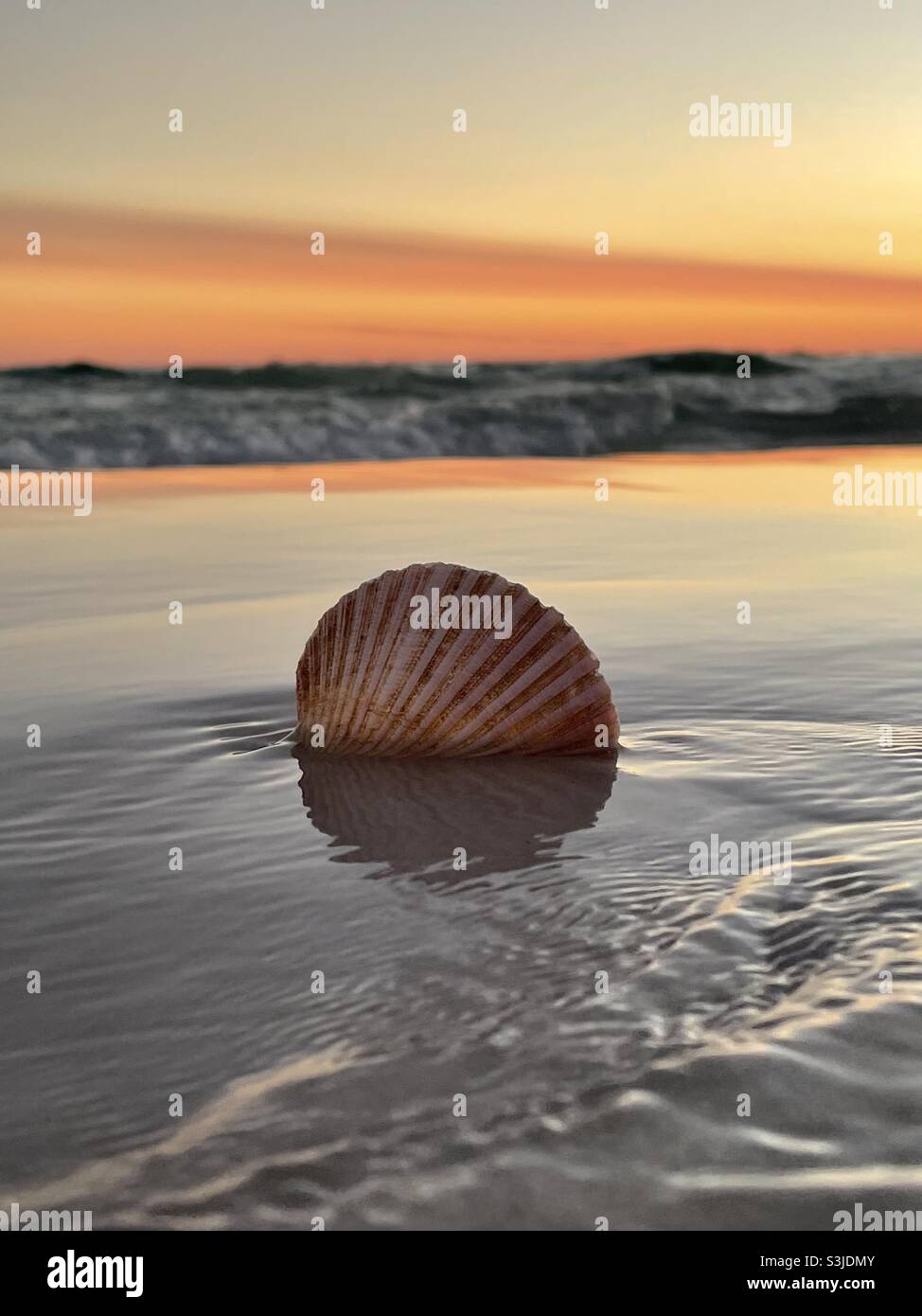 Seashell and sunset skies hi-res stock photography and images - Alamy