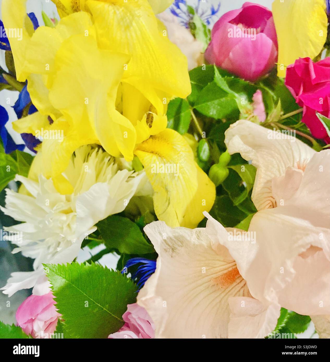Bright colours garden hi-res stock photography and images - Alamy