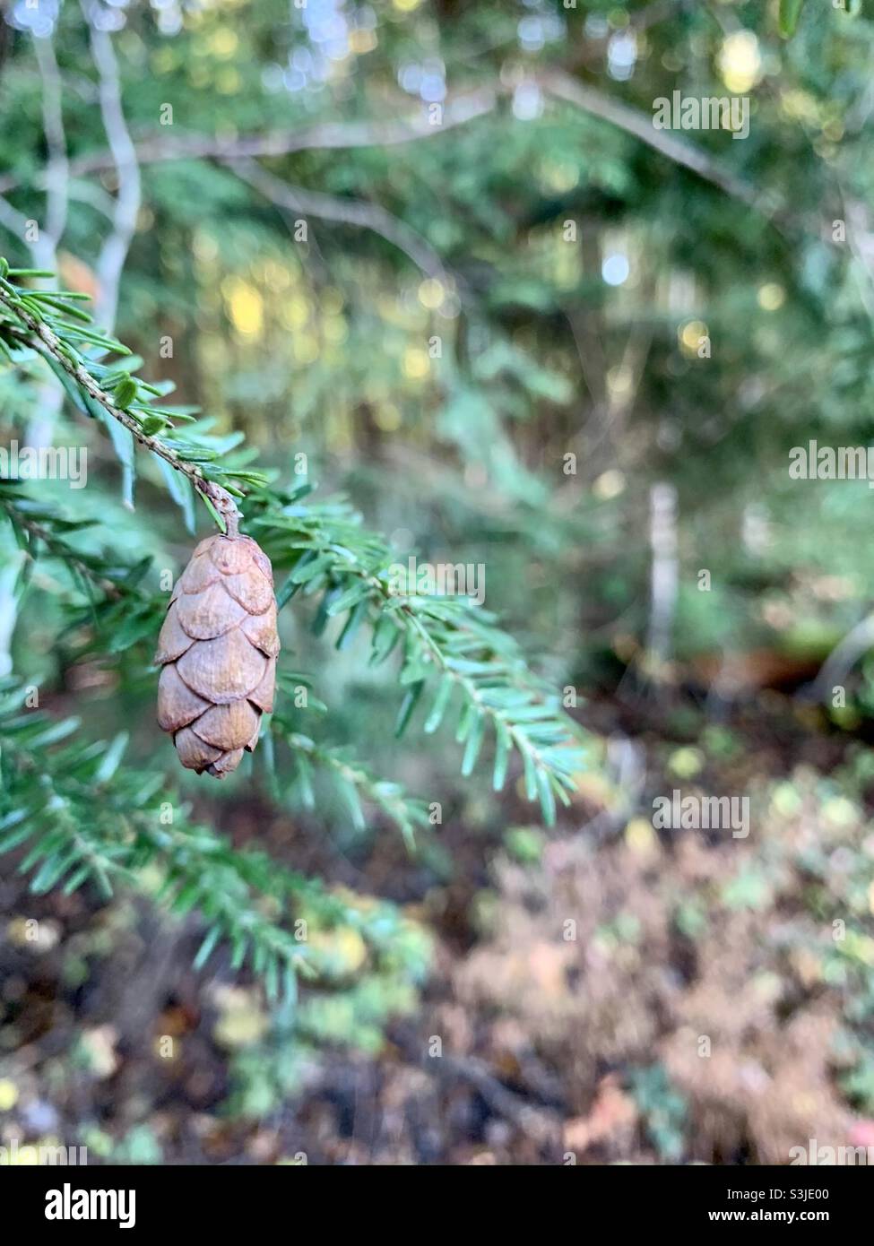 Baby pine cone hi-res stock photography and images - Alamy